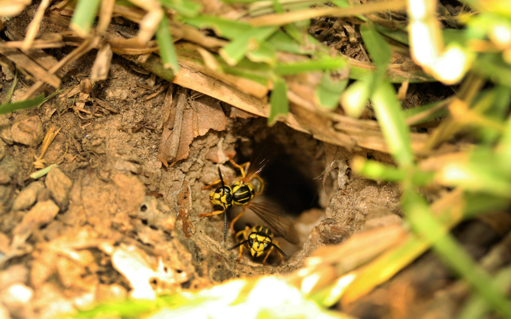 The Year of the Yellowjacket ~ Body Metta Spore